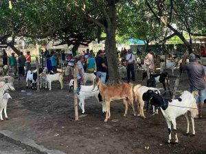 Mau Kurban Tahun Ini? Cek Update Harga Sapi Terbaru di Pasar Hewan ...